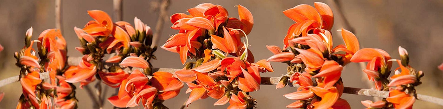 Flora in Gir National Park, Gir National Park Flora