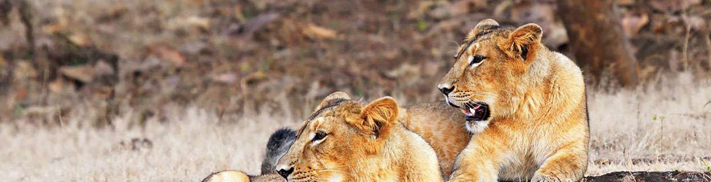 GIZ Devalia Jeep Safari