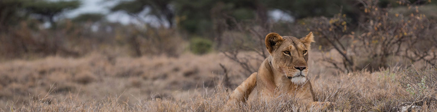 Kankai Safari in Gir National Park, Gir Kankai Safari